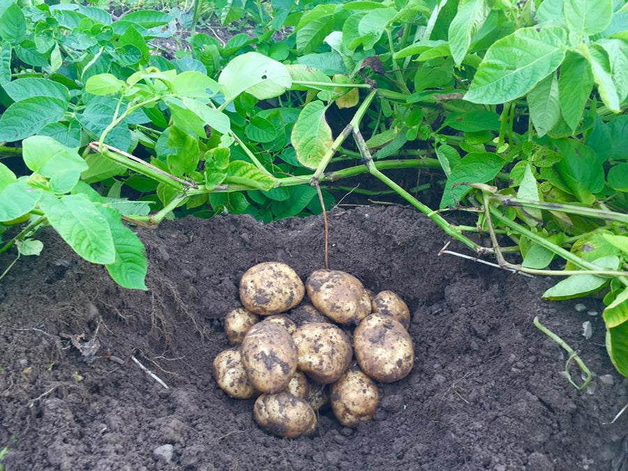 Castle Farm NI - Fresh Farm Produce and Meal Deal Boxes – Castle Farm ...
